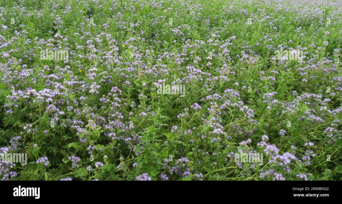 Lacy Phacelia, phacelia tanacetifolia in bloom in a field, Green Manure ...