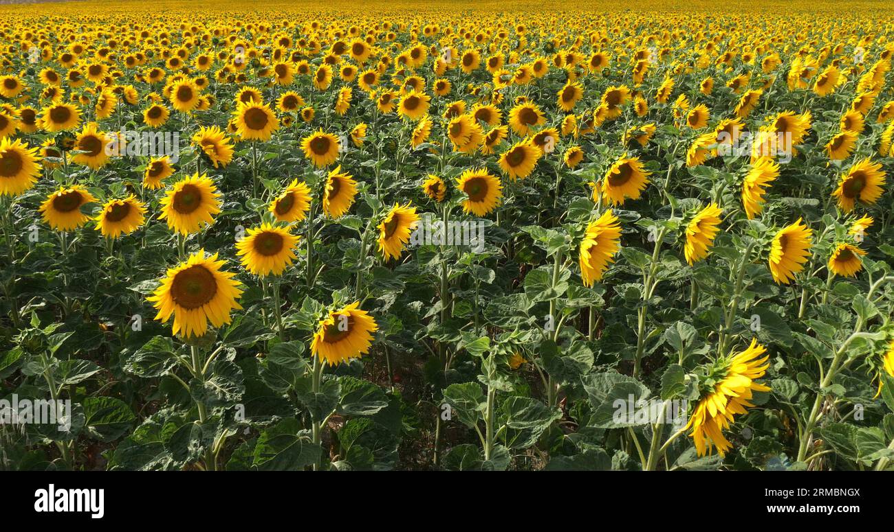 Sunflower Field, helianthus sp, Normandy in France Stock Photo - Alamy