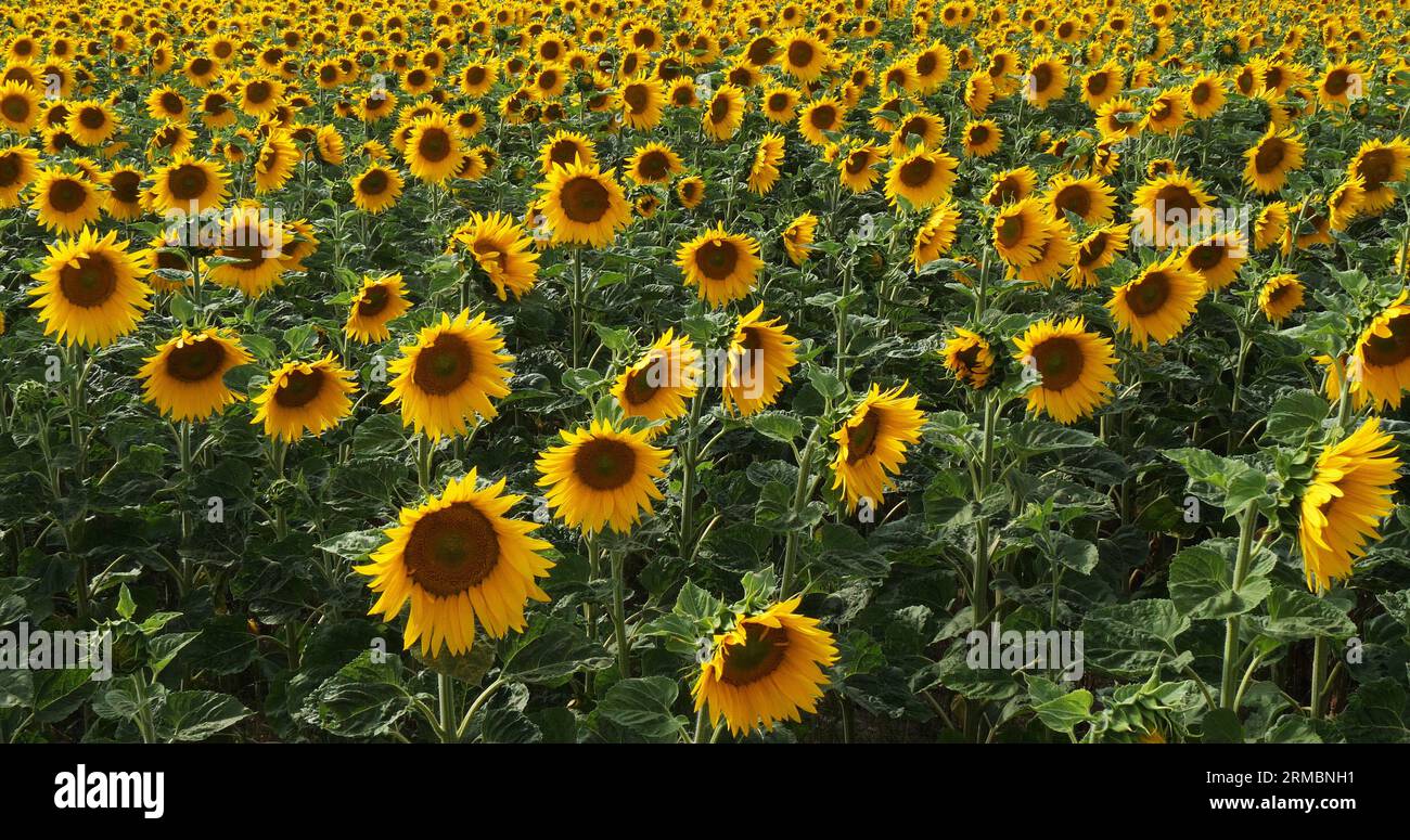 Sunflower Field, helianthus sp, Normandy in France Stock Photo - Alamy