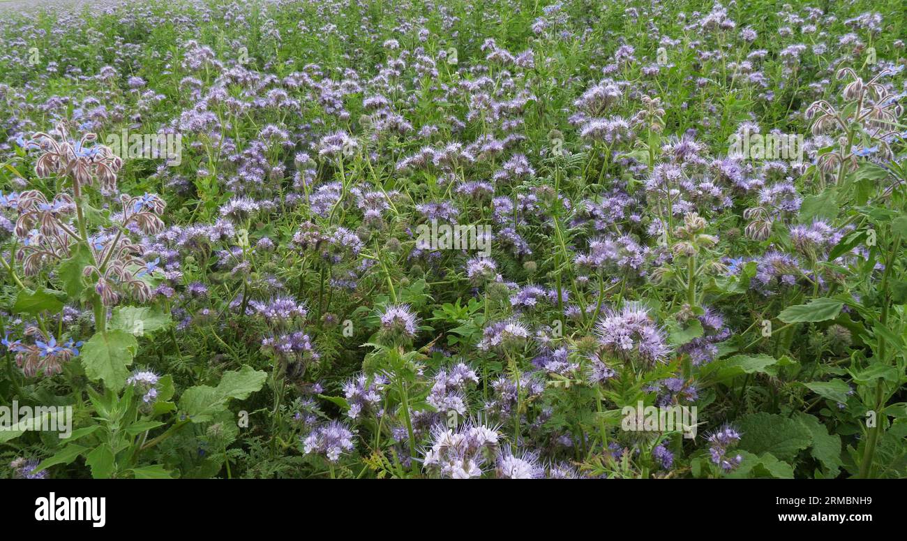 Lacy Phacelia, phacelia tanacetifolia in bloom in a field, Green Manure ...