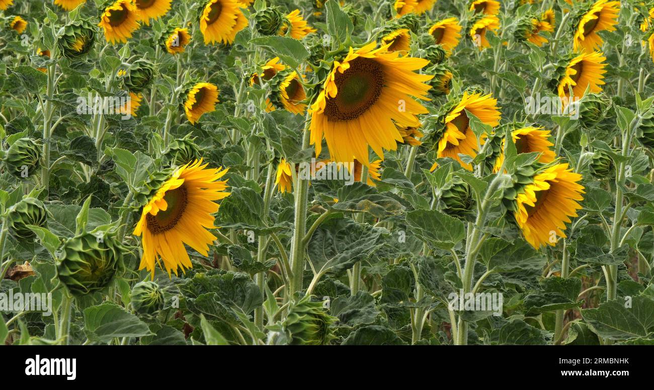 Sunflower Field, helianthus sp, Normandy in France Stock Photo - Alamy