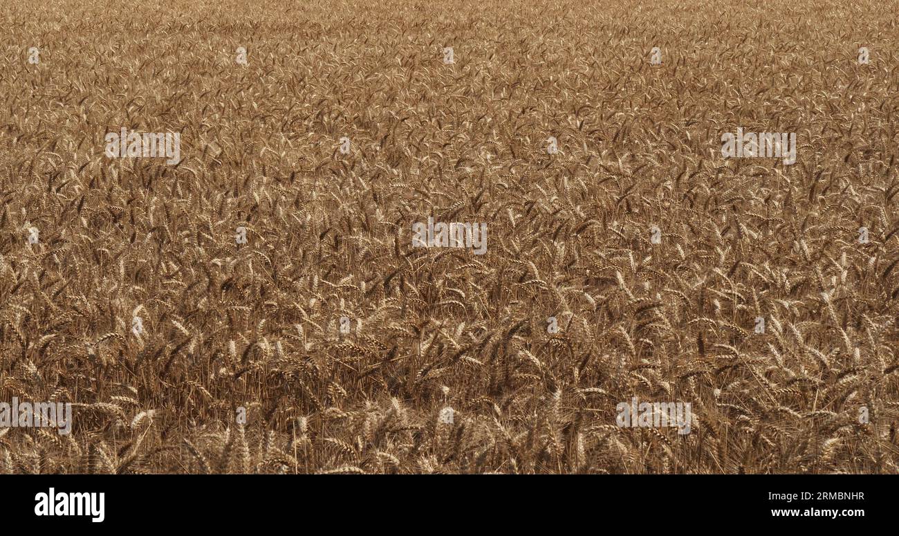 Wheat field triticum sp hi-res stock photography and images - Alamy