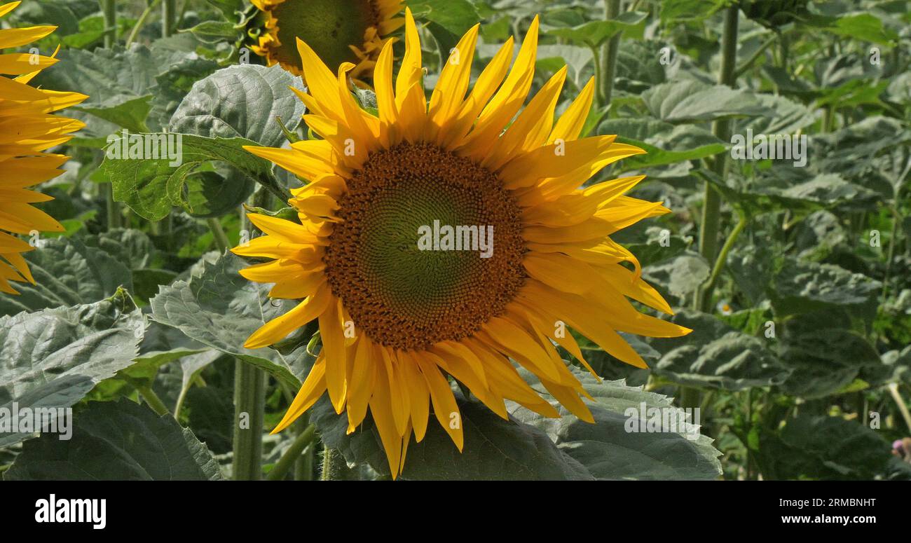 Helianthus sp blossom hi-res stock photography and images - Alamy