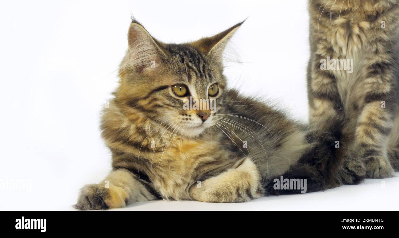Brown Tortie Blotched Tabby Maine Coon, Domestic Cat, Portrait of a ...