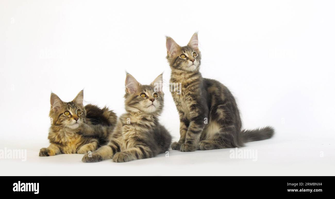Blue Blotched Tabby and Brown Tortie Blotched Tabby Maine Coon ...