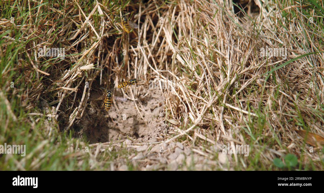 Common Wasp, vespula vulgaris, Adult in Flight, Adults flying above the ...