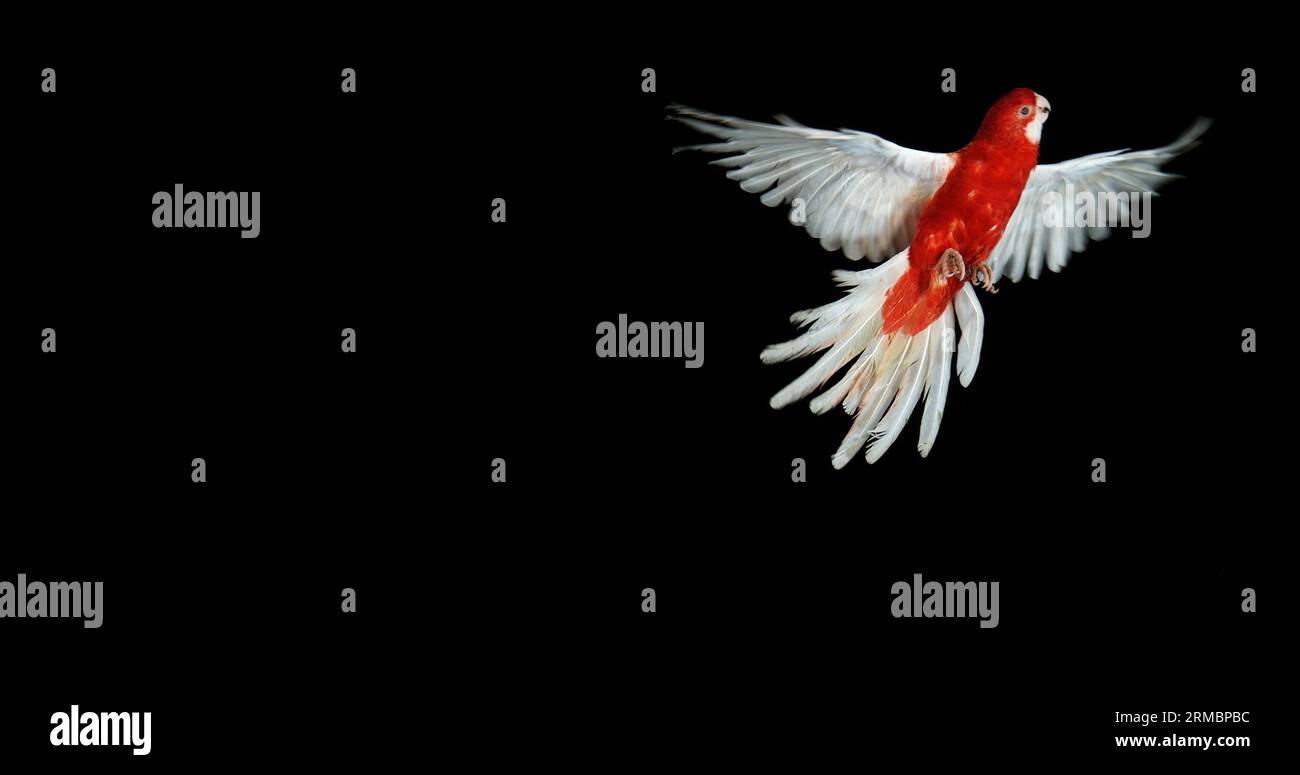 Flying rosella hi-res stock photography and images - Alamy