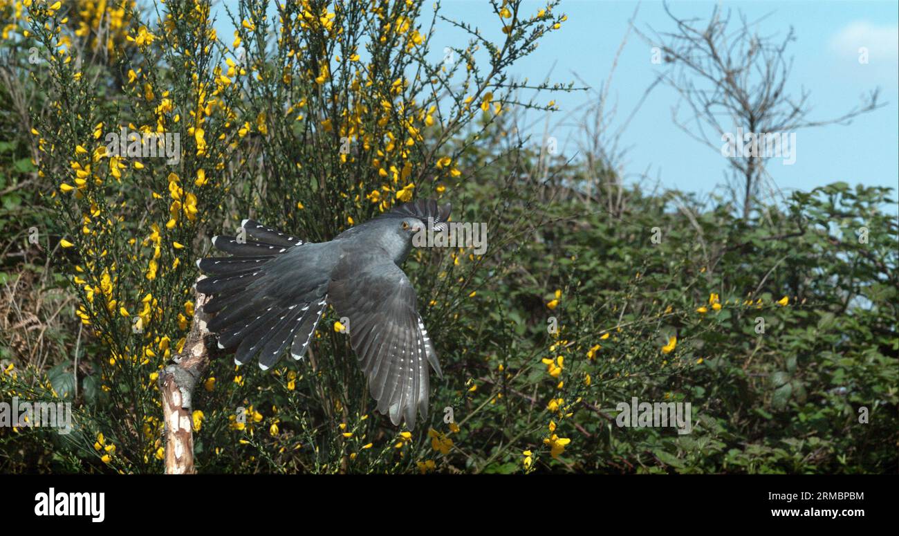 Common Cuckoo, cuculus canorus, Adult in Flight, Normandy in France ...