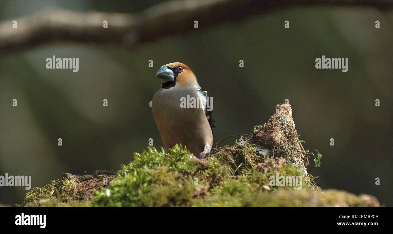 Hawfinch france hi-res stock photography and images - Alamy