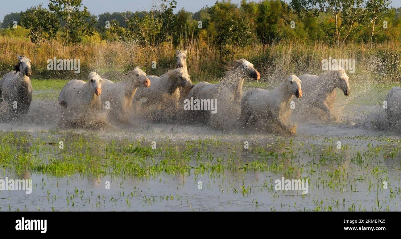 Camargue Horse, Herd trotting or galloping through Swamp, Saintes Marie ...