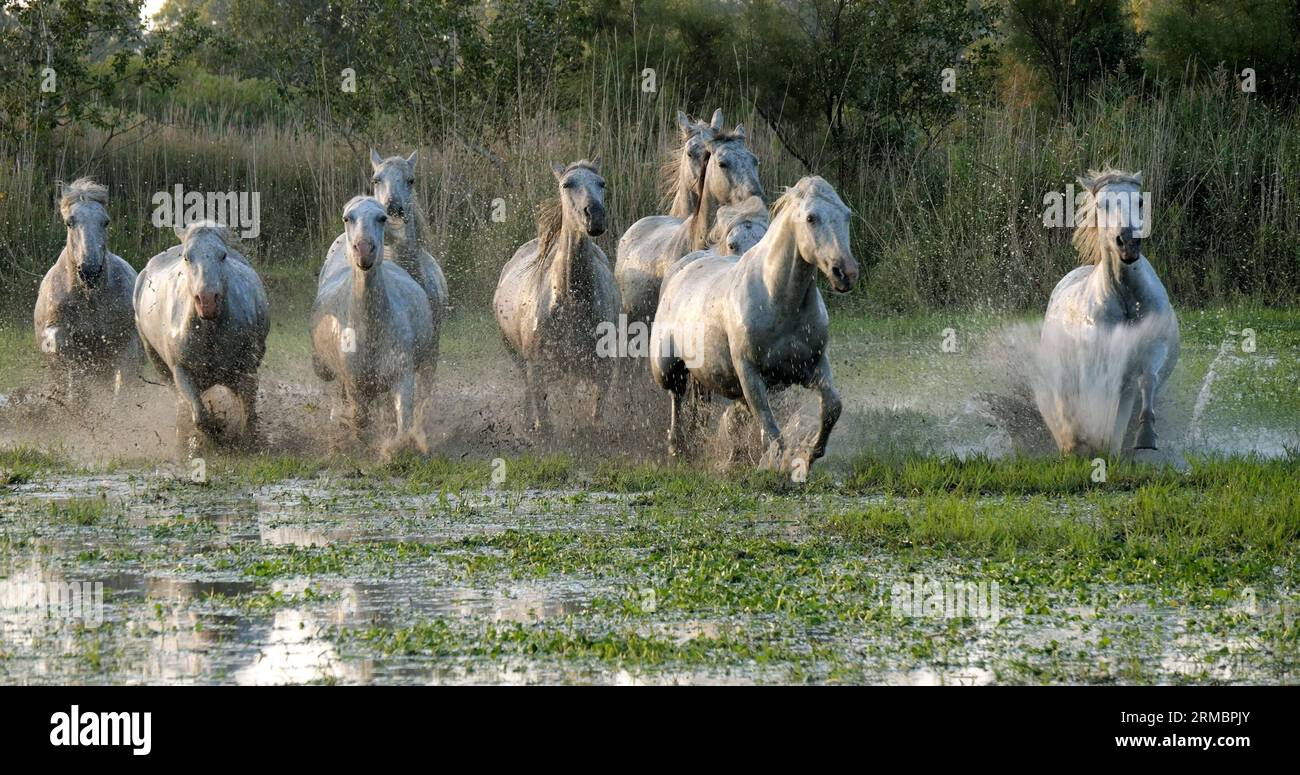Camargue Horse, Herd trotting or galloping through Swamp, Saintes Marie ...