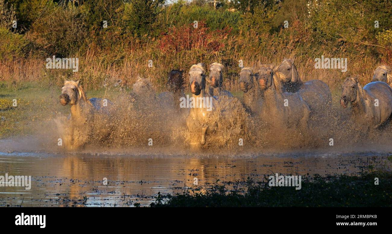 Camargue Horse, Herd trotting or galloping through Swamp, Saintes Marie ...