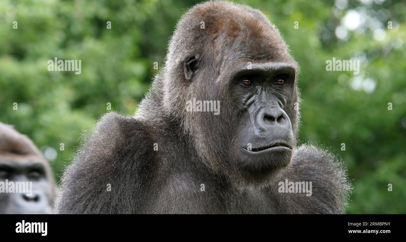 Female eastern lowland gorilla hi-res stock photography and images - Alamy