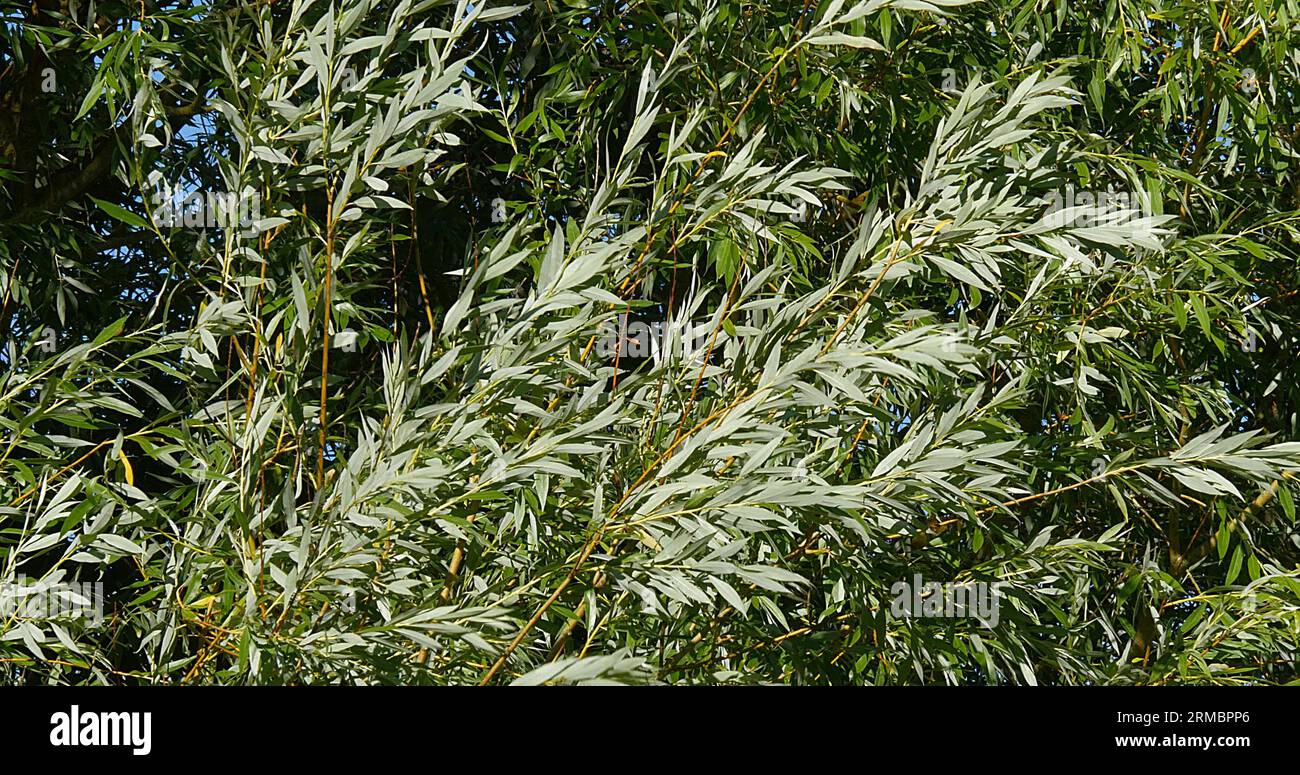 Pollard Willow, salix alba, Wind in the Leaves, Normandy in France ...