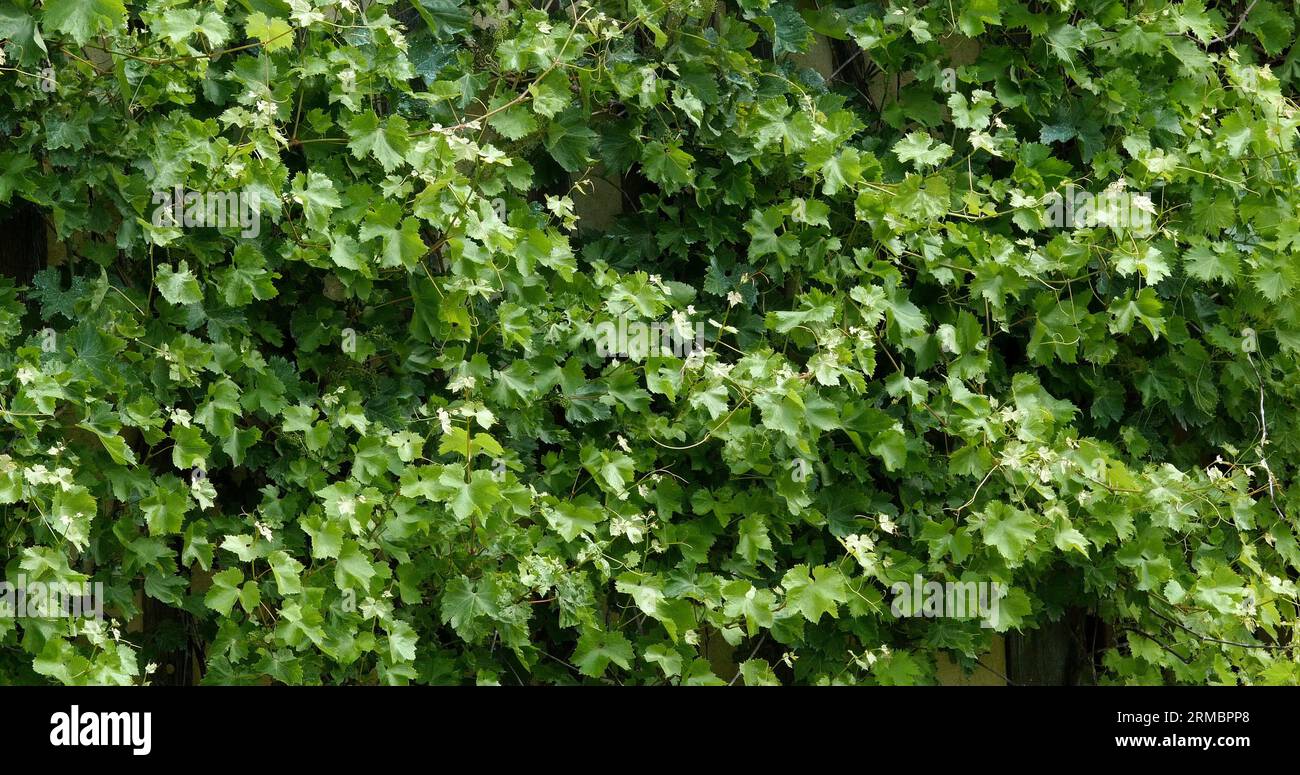 Tree in Normandy, Tree in Normandy in France Stock Photo - Alamy