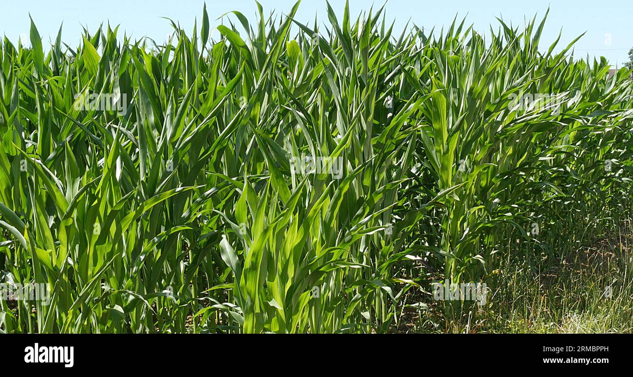 Corn Field, Zea mays, Normandy in France Stock Photo - Alamy