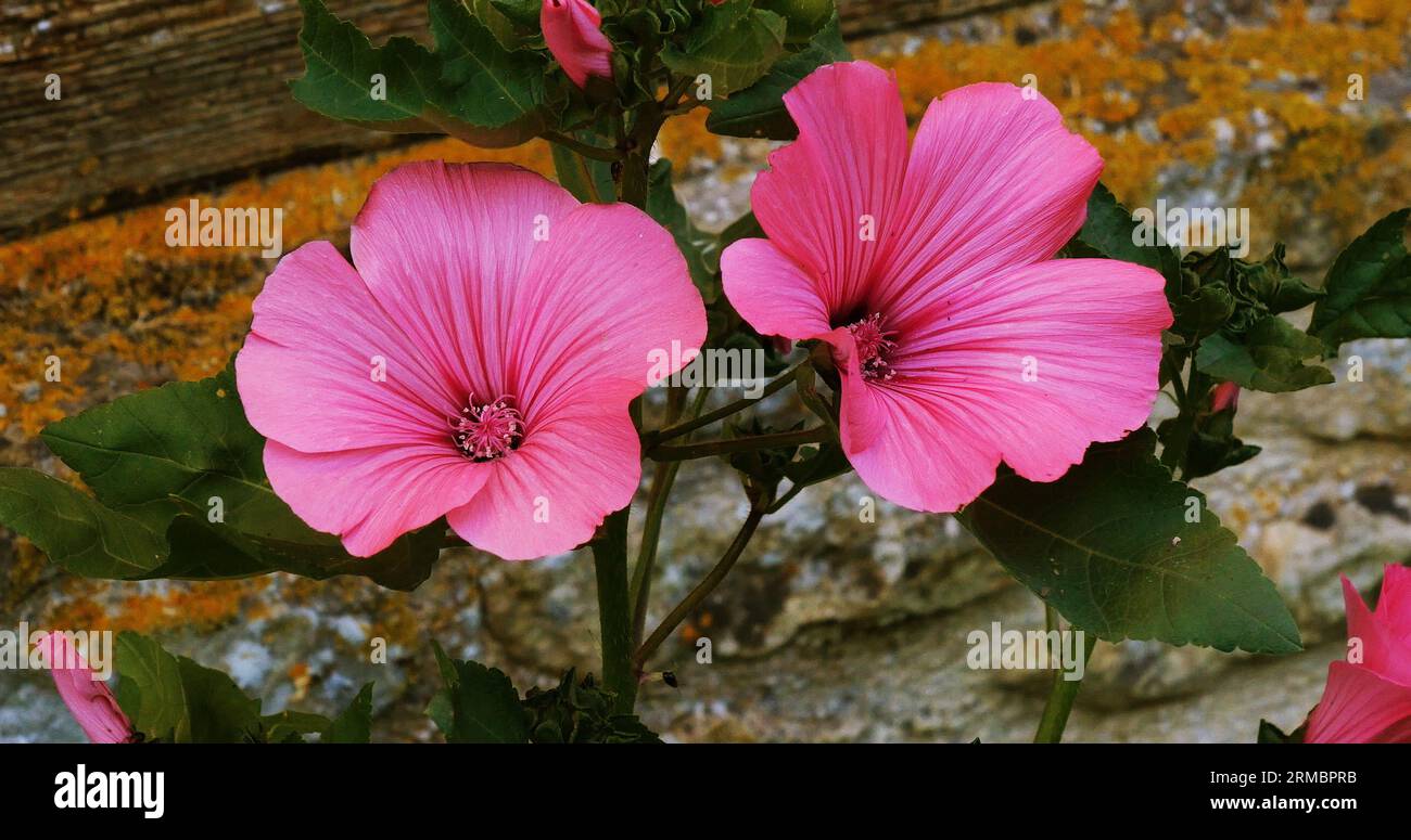 Tree mallow lavatera rosea flower hi-res stock photography and images ...