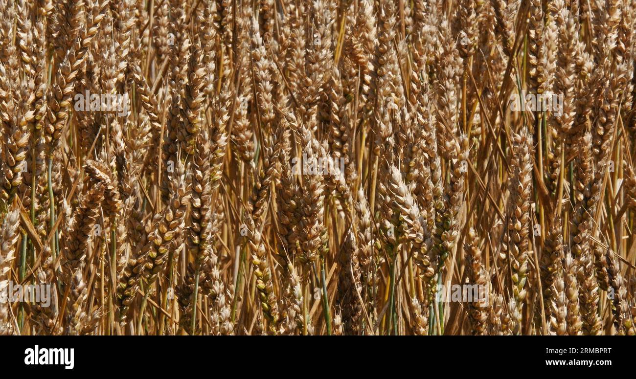 Wheat field triticum sp hi-res stock photography and images - Alamy
