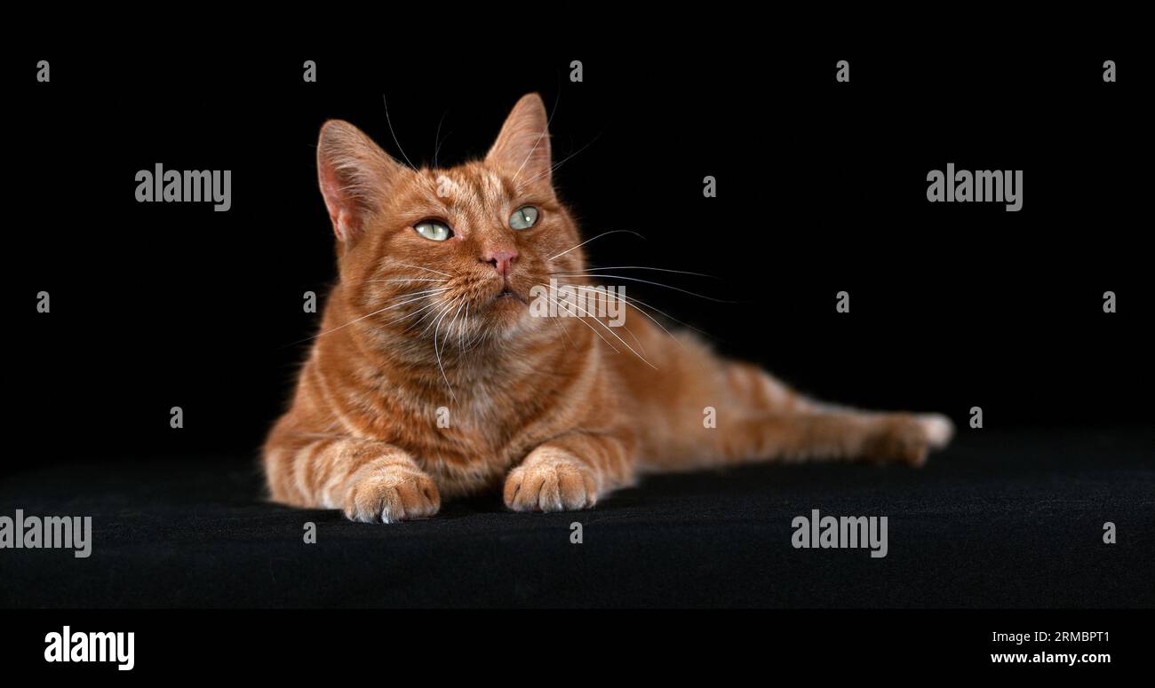 Red Tabby Domestic Cat, Adult Laying against Black Background Stock ...