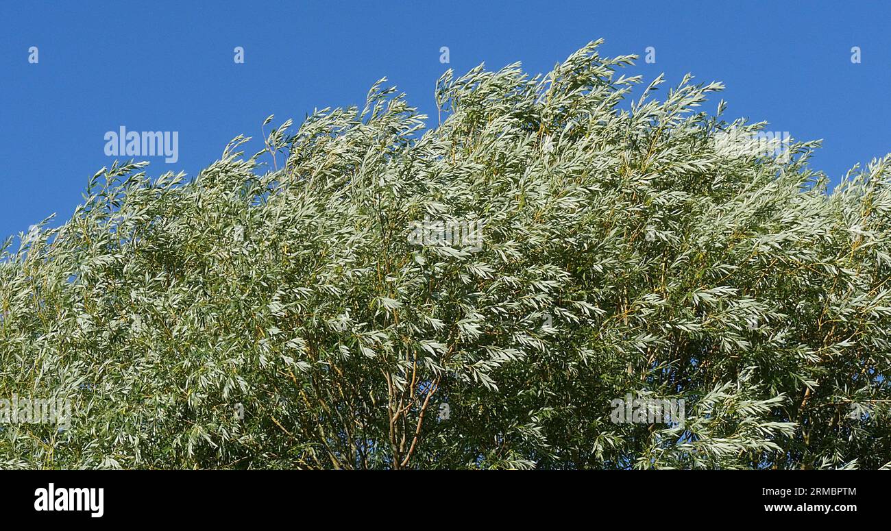 Pollard Willow, salix alba, Wind in the Leaves, Normandy in France ...