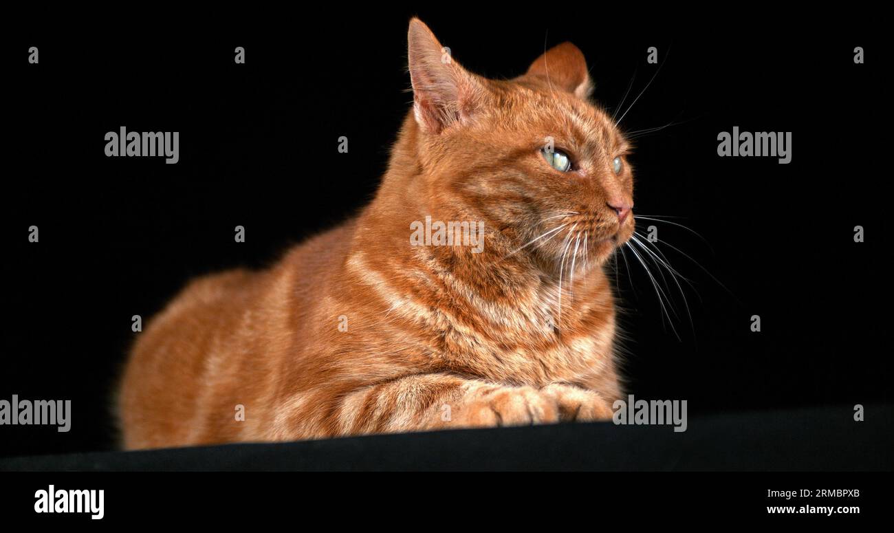 Red Tabby Domestic Cat, Adult Laying against Black Background Stock ...