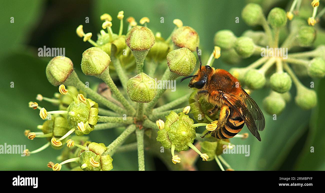 European Honey Bee, apis mellifera, Adult gathering pollen on Ivy's ...