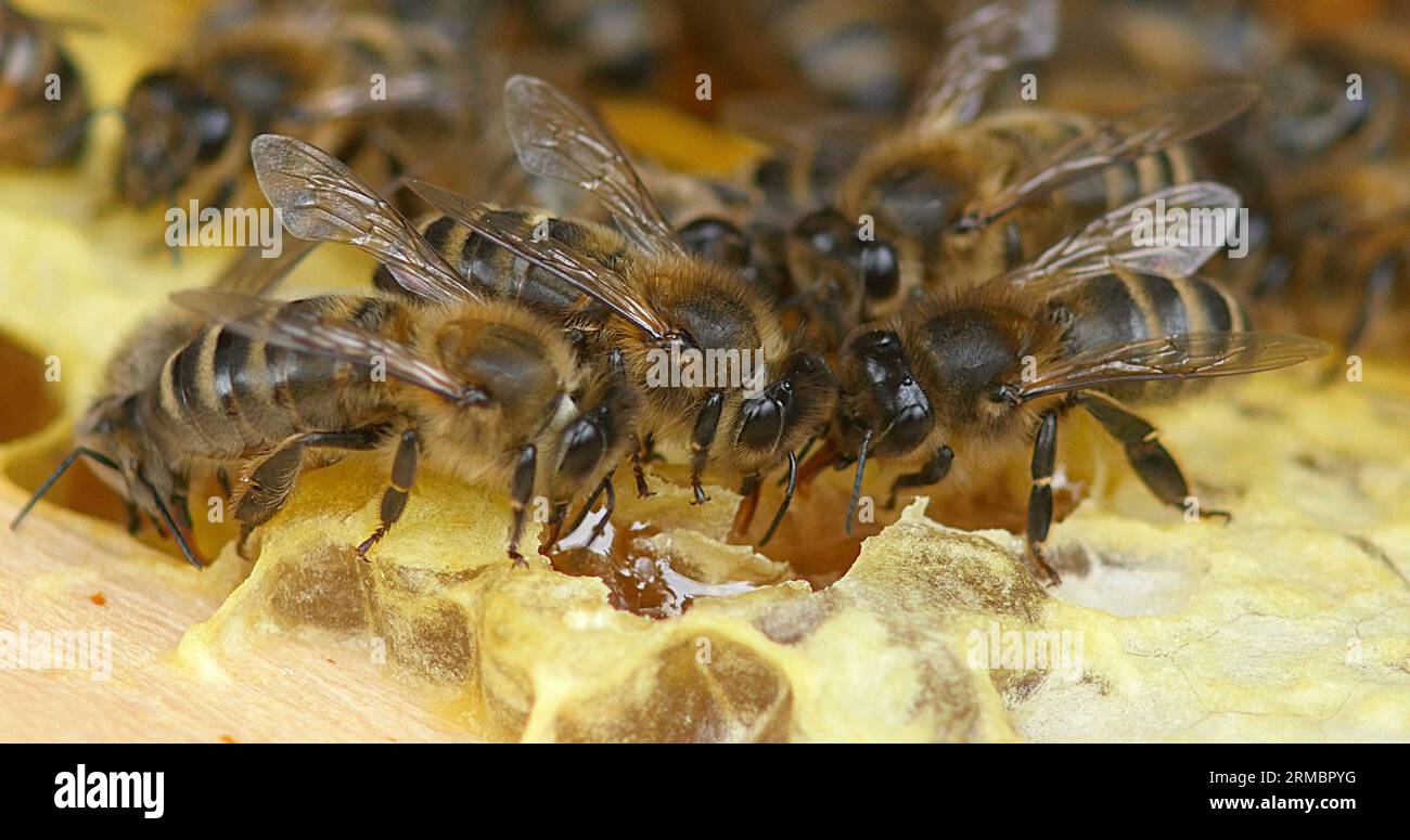 Honey Bee, apis mellifera, Female Workers drinking Honey, Bee Hive in ...