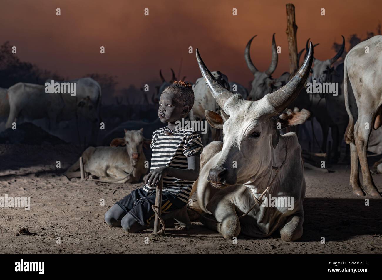 Little Mundari boy with cow in Mundari camp at night Stock Photo - Alamy