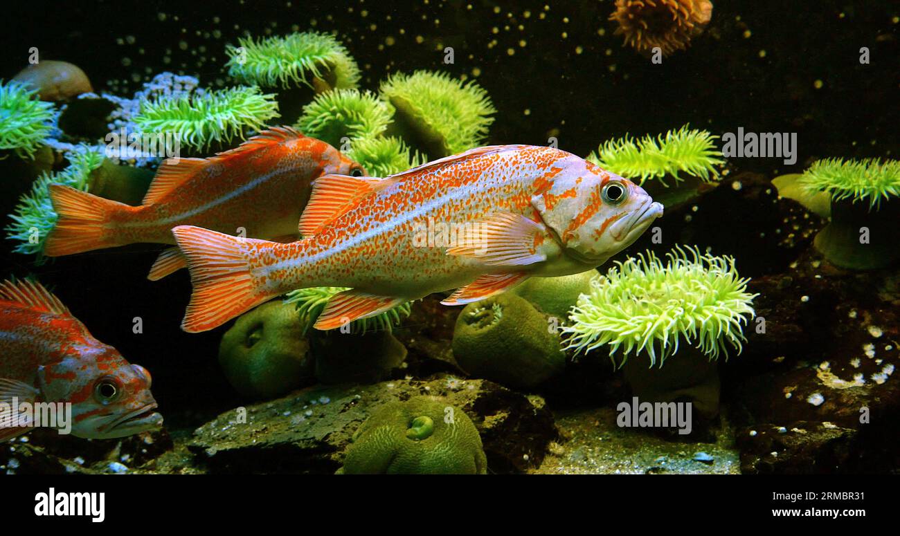 Sebastes pinniger canary rockfish hi-res stock photography and images ...
