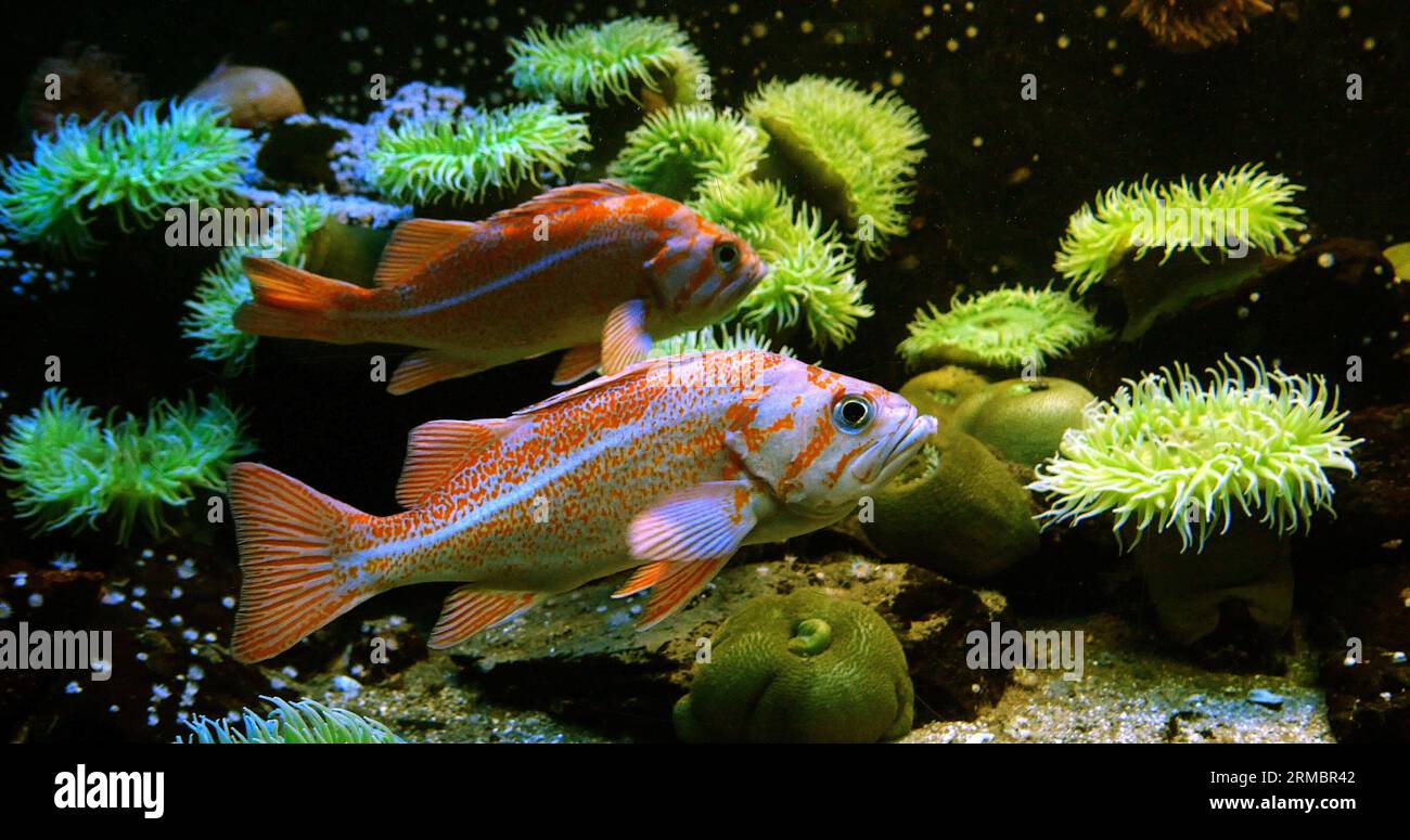 Sebastes pinniger canary rockfish hi-res stock photography and images ...