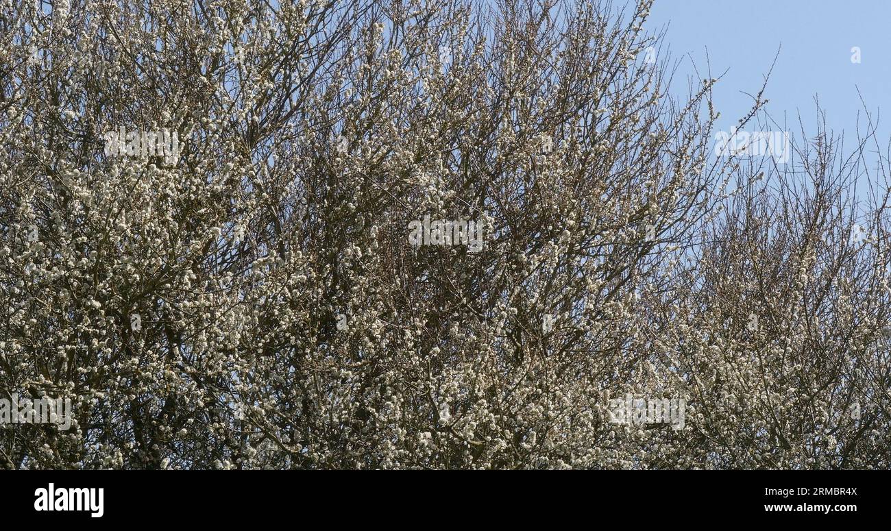 Blossom Tree, Normandy in France Blossom Tree, Normandy Stock Photo - Alamy