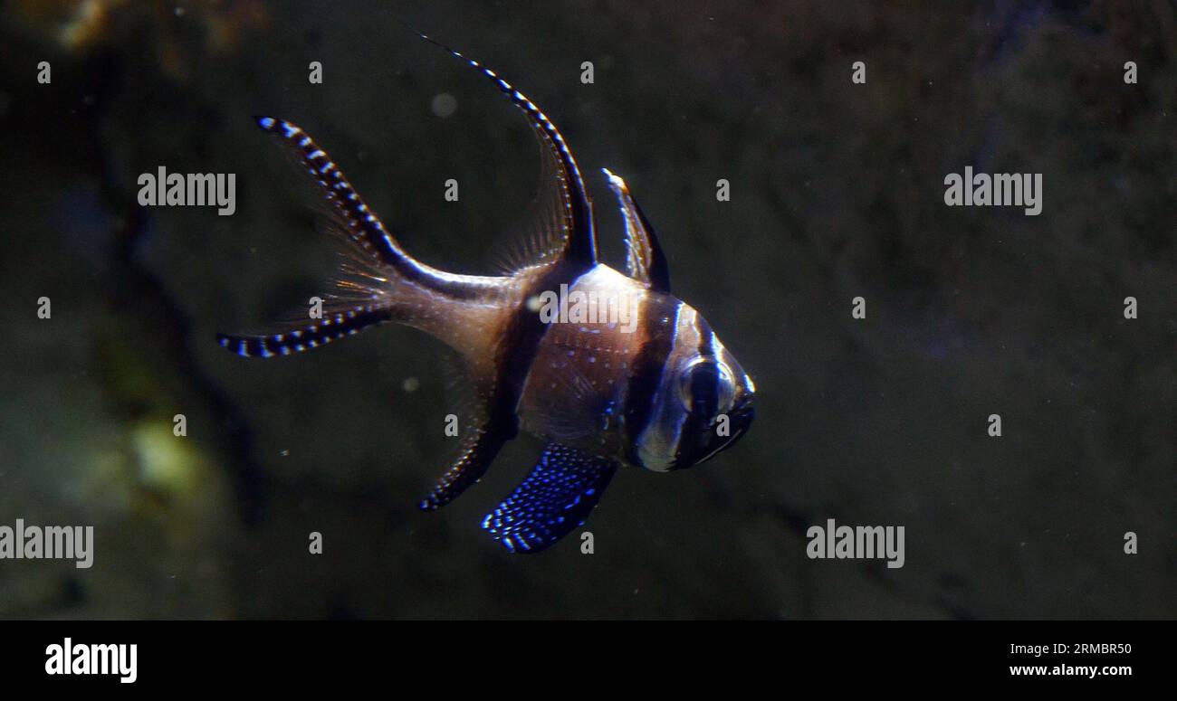 Banggai Cardinal Fish, Pterapogon kauderni Stock Photo - Alamy