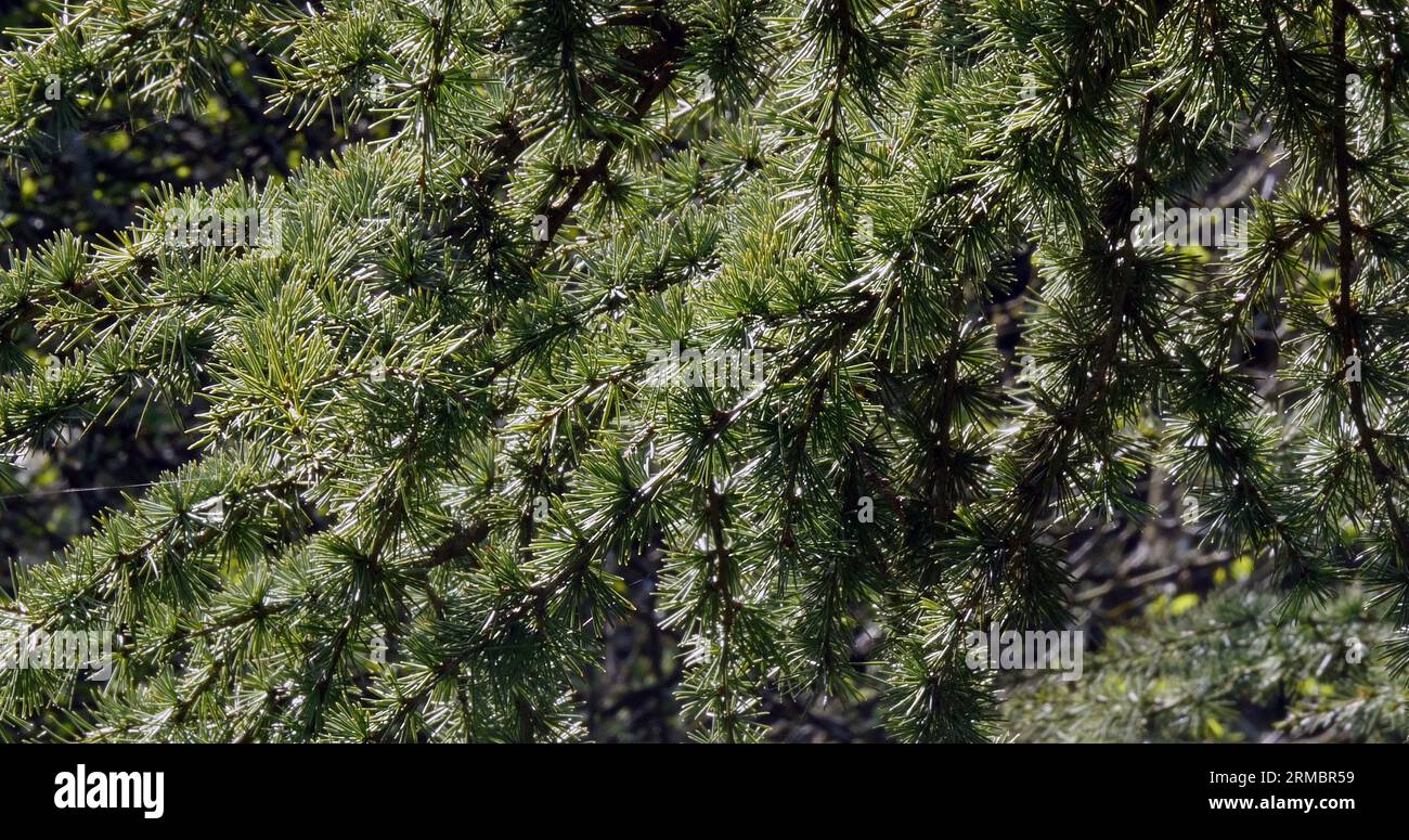 Cedar of Lebanon, cedrus sp., Normandy in France Stock Photo - Alamy