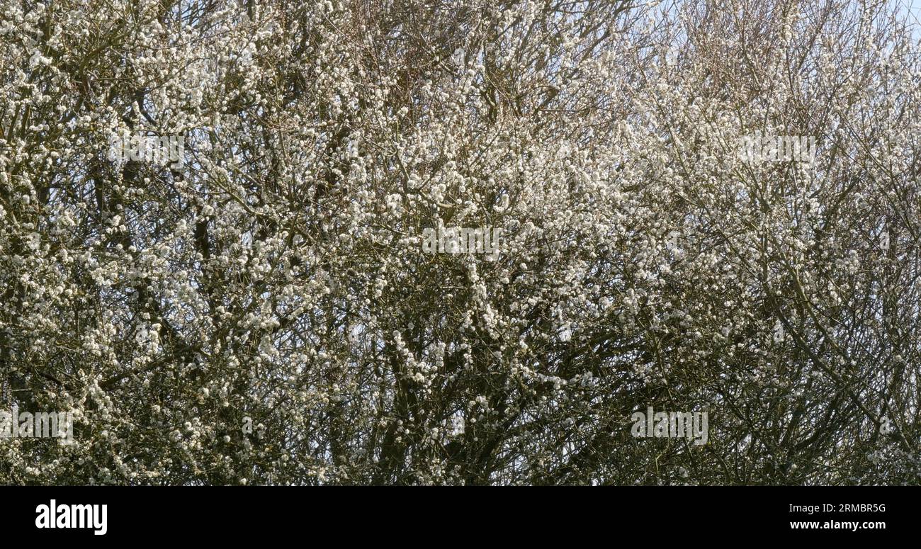 Blossom Tree, Normandy in France Blossom Tree, Normandy Stock Photo - Alamy
