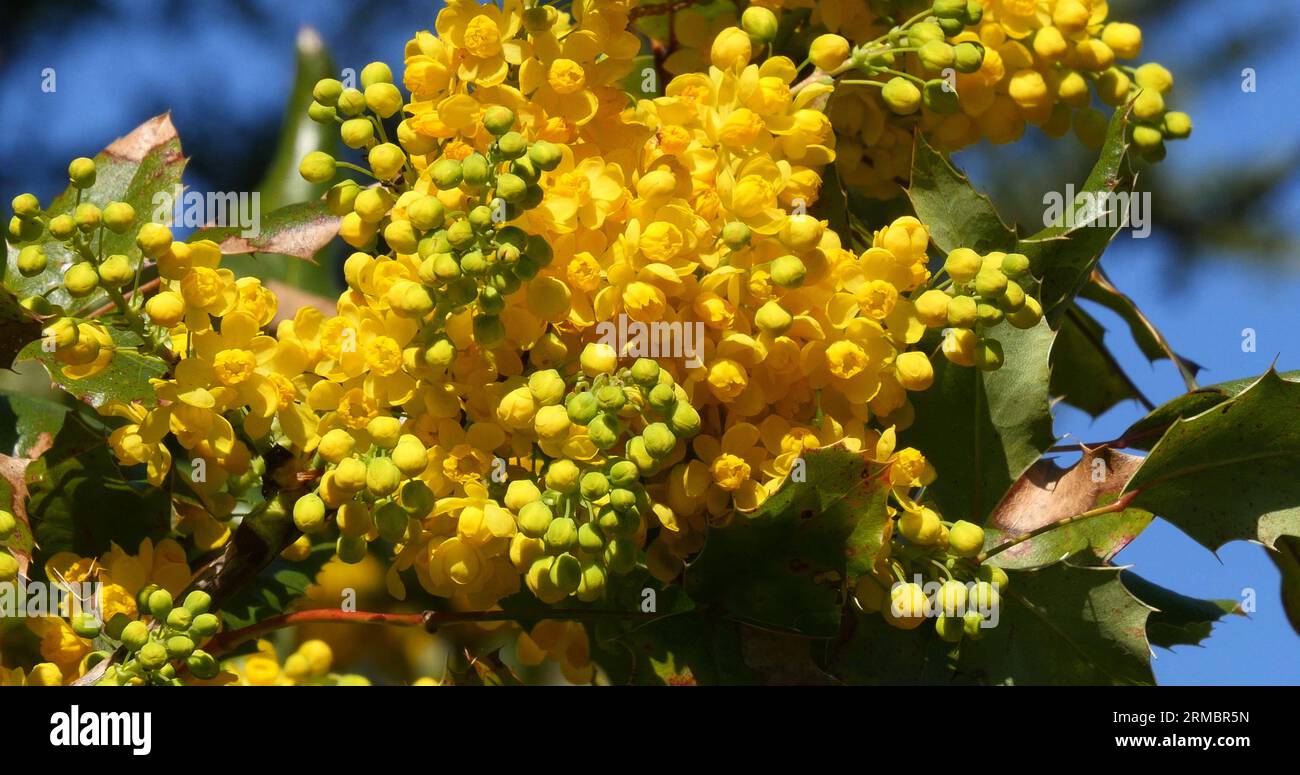 Hollyleaved barberry in bloom, mahonia sp., in a garden in Normandy ...