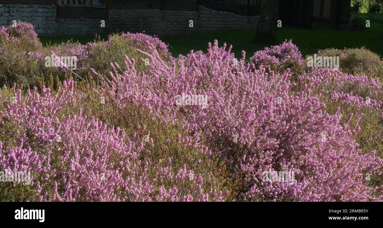 Blooming Heather in Normandy in France Stock Photo - Alamy
