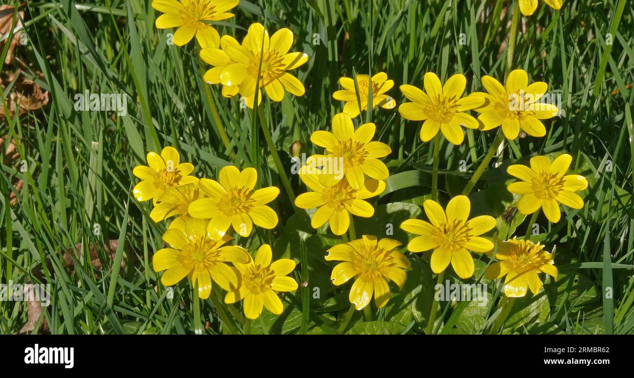 Yellow Flowers in the Wind, Normandy in France Stock Photo - Alamy