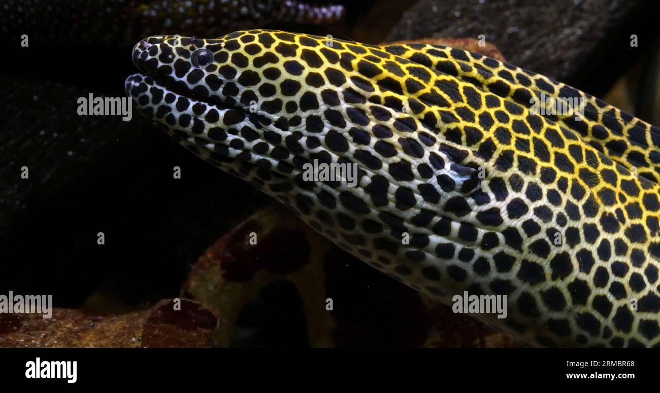 Laced Moray, gymnothorax tessellata, Laced Moray, gymnothorax ...