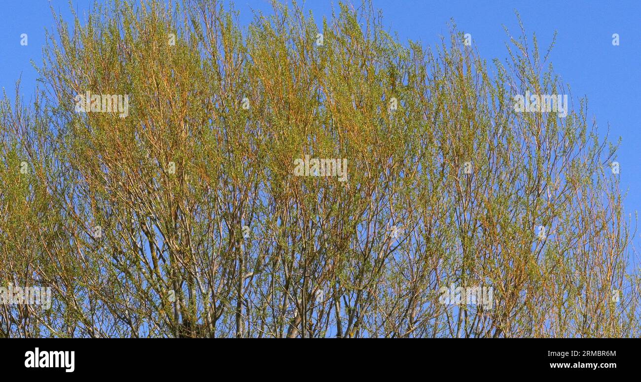 Pollard Willow, salix alba, Wind in the Leaves, Normandy Stock Photo ...