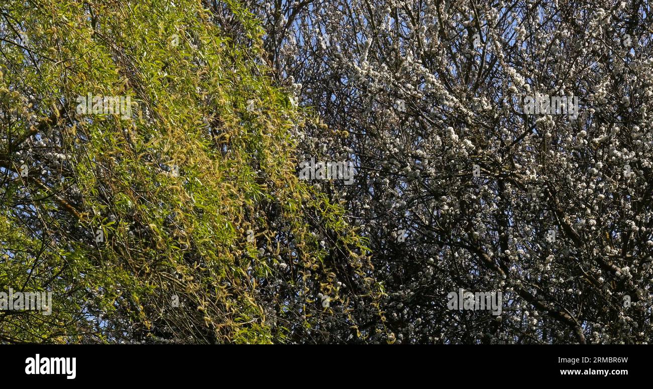 Pollard Willow, salix alba, Wind in the Leaves, Normandy Stock Photo ...