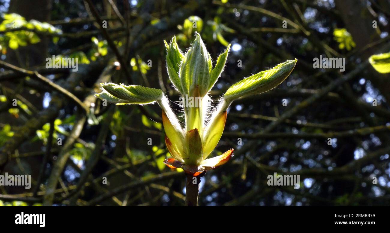 Bud of Chestnut Tree, aesculus hippocastanum, Normandy Stock Photo - Alamy