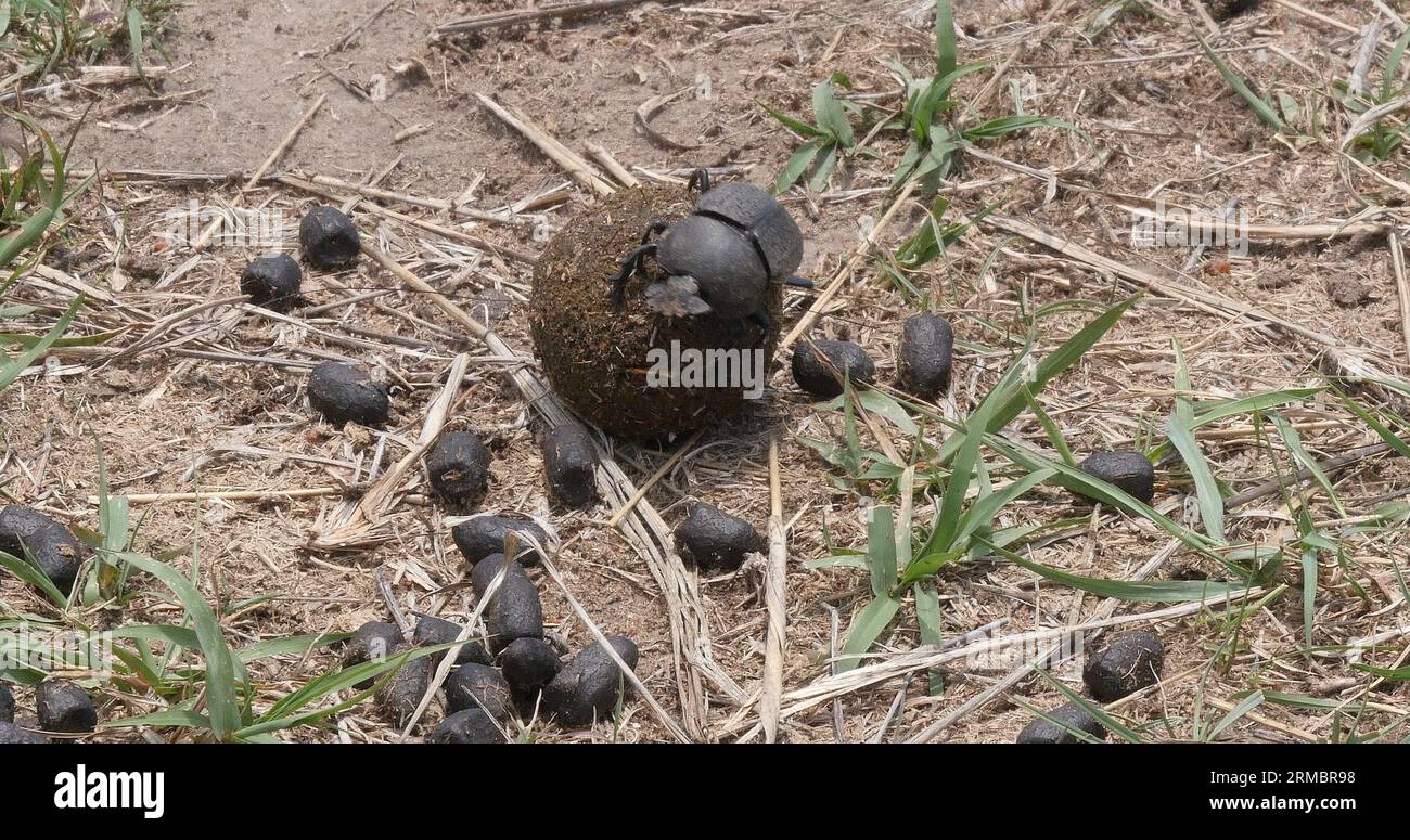 Dung Beetle rolling Dung Ball, Masai Mara Park in Kenya Stock Photo - Alamy