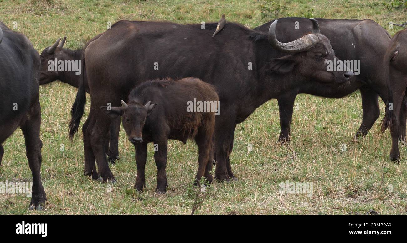 African buffalo mother calf hi-res stock photography and images - Alamy