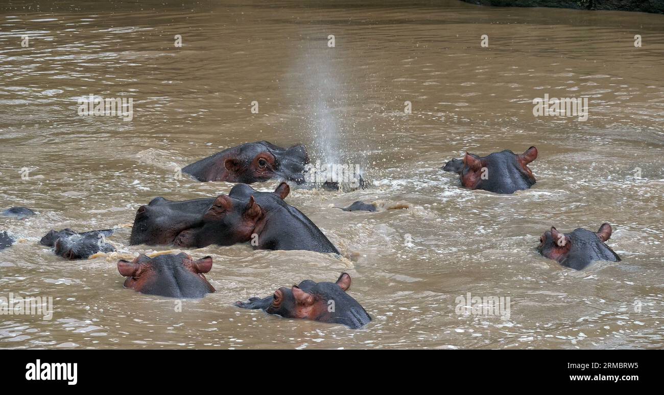 Hippopotamus, hippopotamus amphibius, Group standing in River, Masai ...