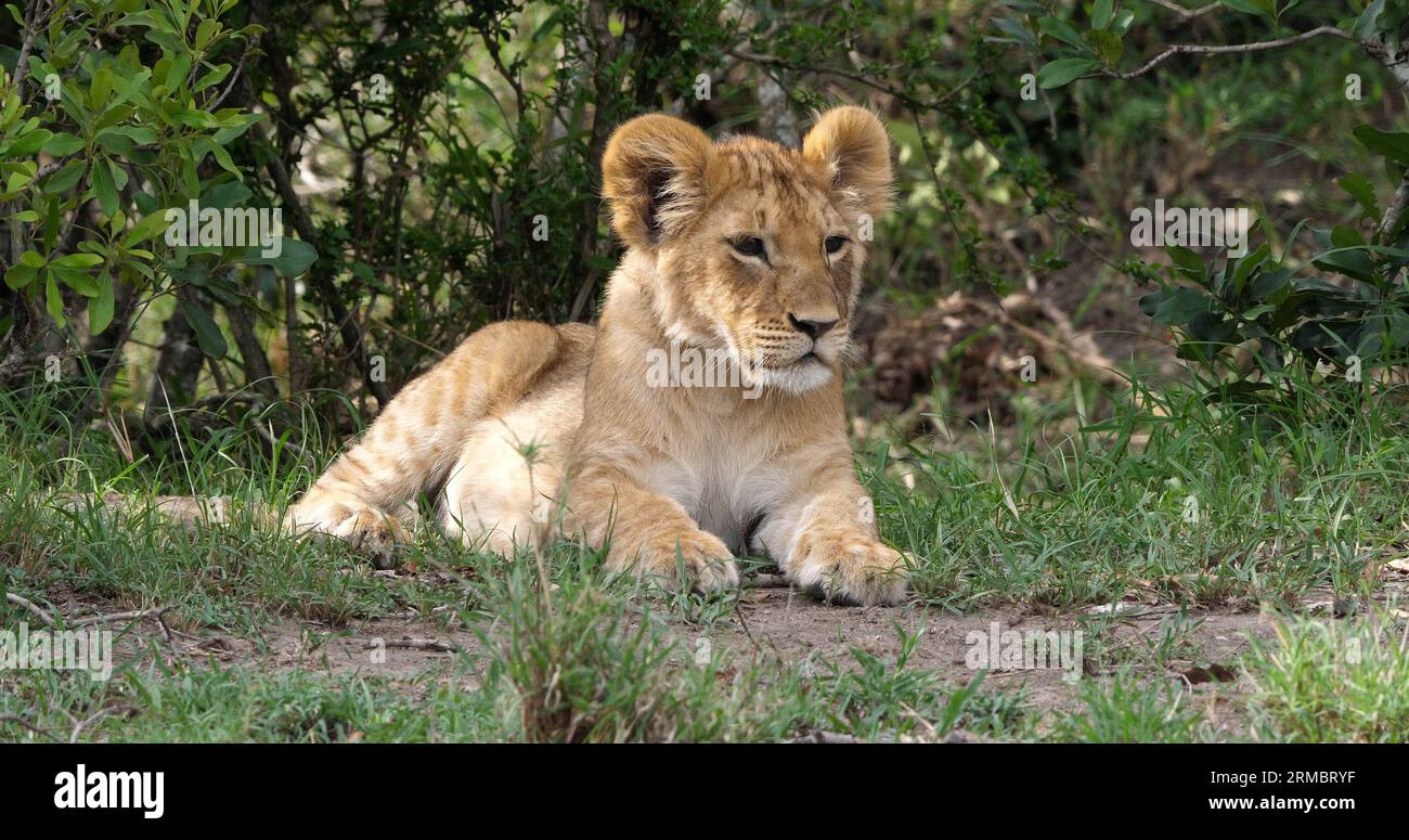 African lion looking around in hi-res stock photography and images - Alamy