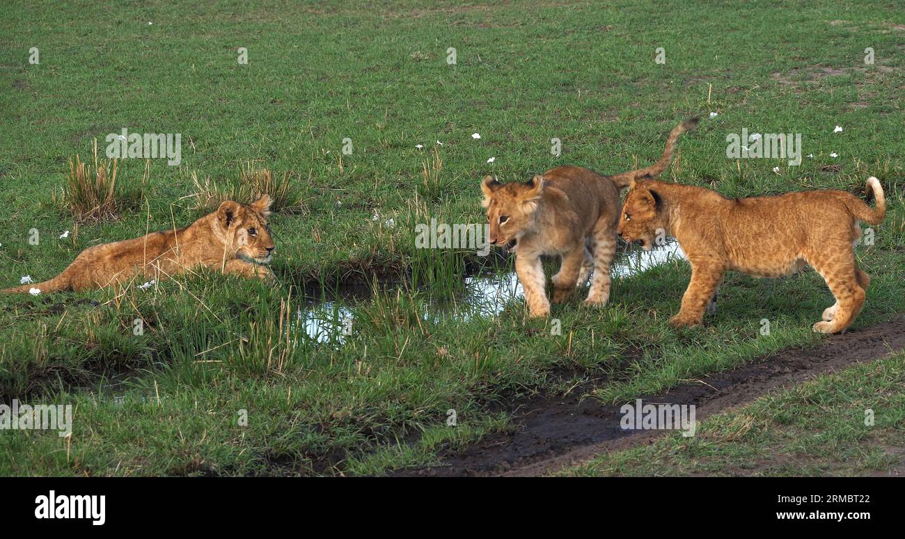 African Lion, panthera leo, Cubs, Masai Mara Park in Kenya Stock Photo ...