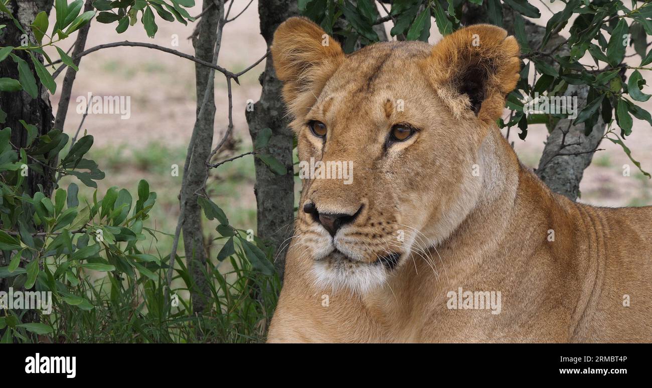 African Lion, panthera leo, Female in the bush, Masai Mara Park in ...