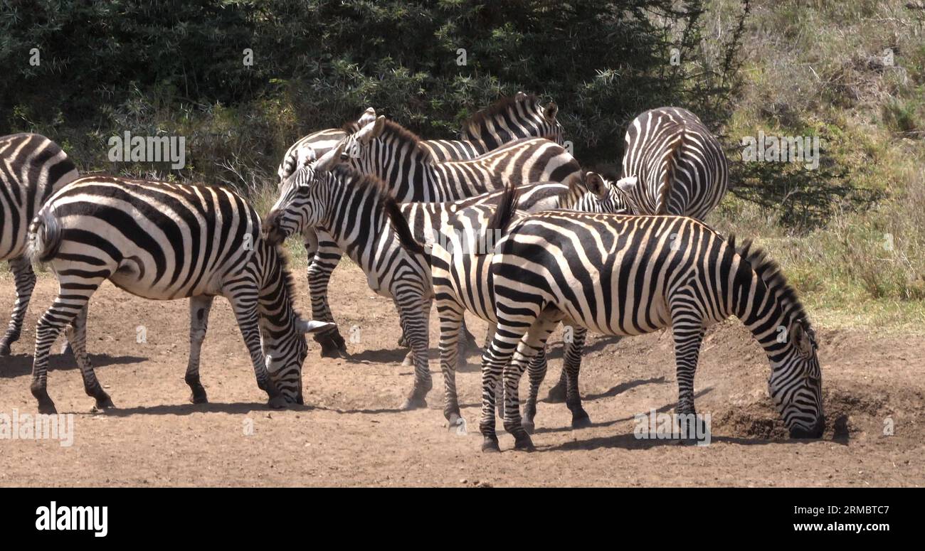 Grant's Zebra, equus burchelli boehmi, Herd at Nairobi Park in Kenya ...