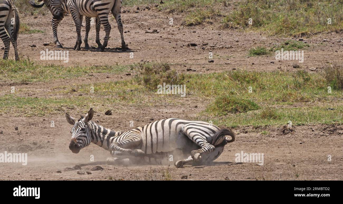 Grant's Zebra, equus burchelli boehmi, Adult having Dust Bath, Nairobi ...