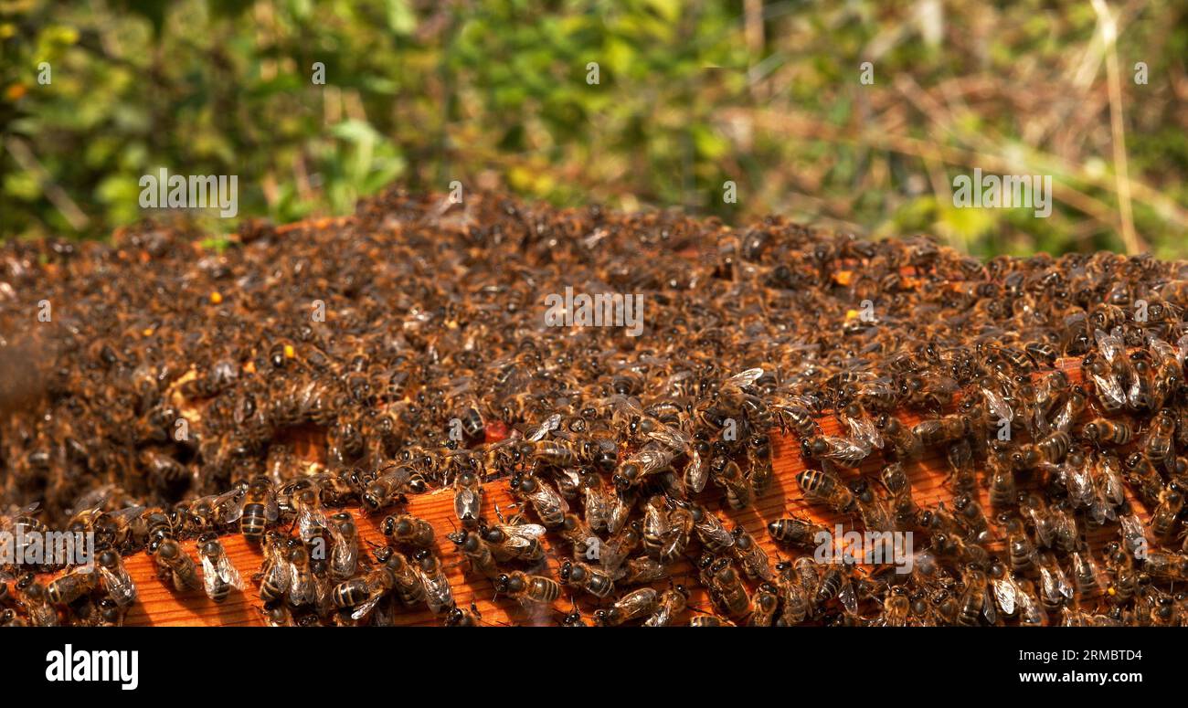 |European Honey Bee, apis mellifera, Black Bees standing at hive ...
